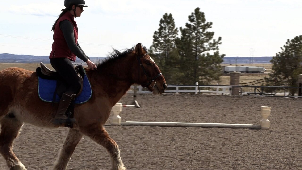Animals and humans rescue each other through therapy | Rocky Mountain PBS