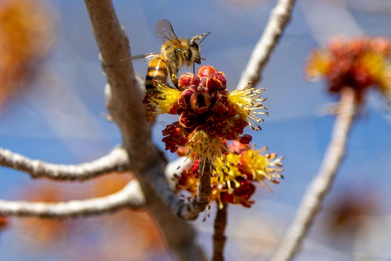 Plants are blooming early this year. Here's how to protect yours ...