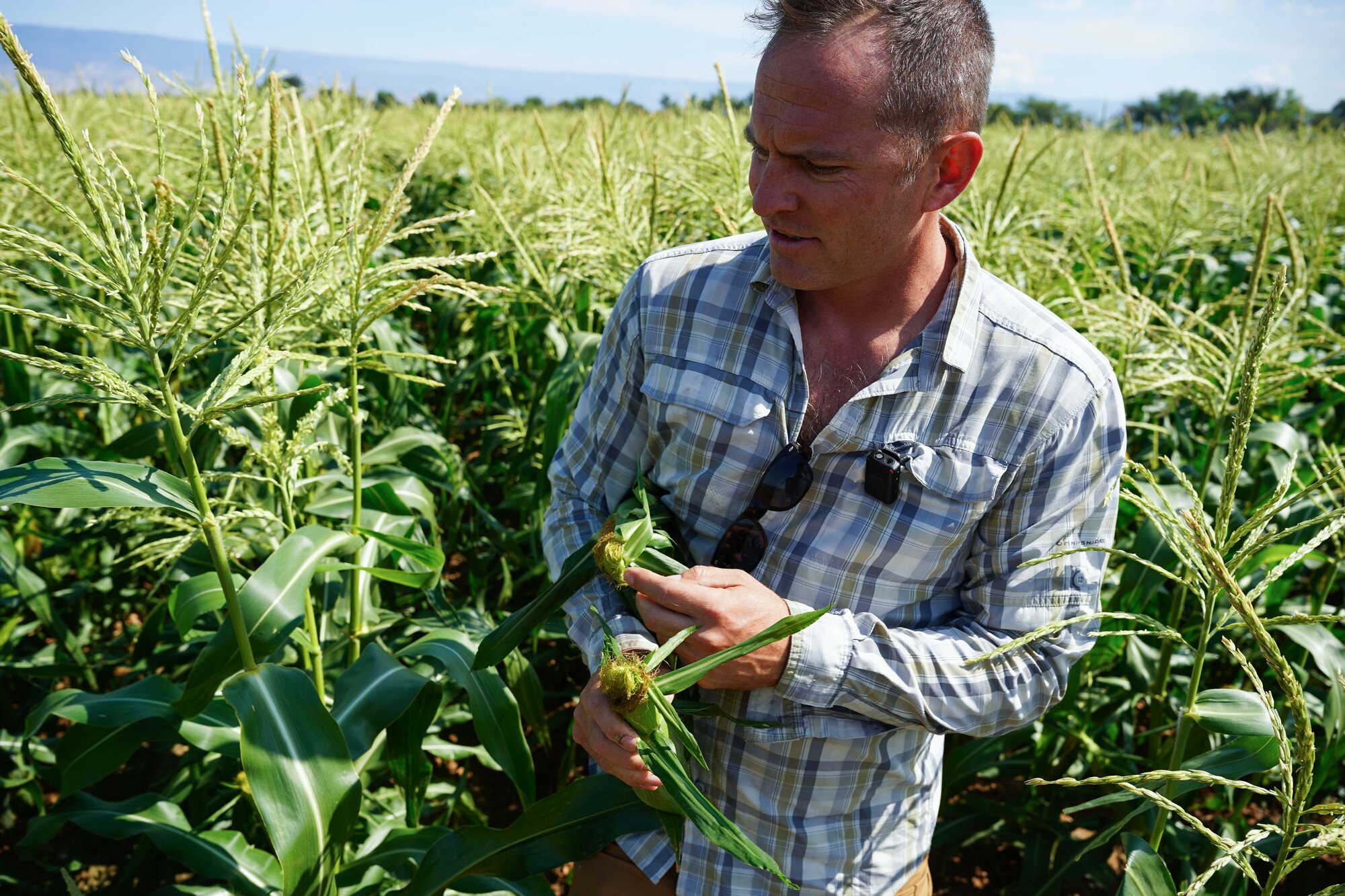 Olathe sweet corn growers searching for a win amid pests, severe ...