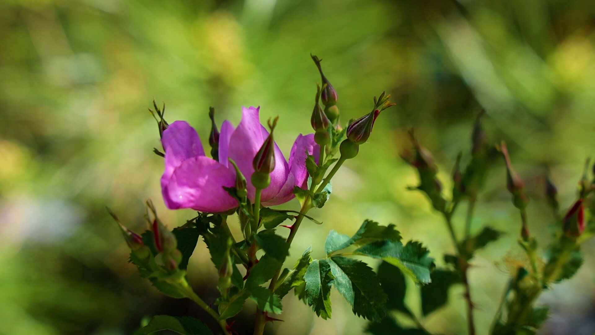 Amache Rose blooms for the first time at the Denver Botanical Gardens ...