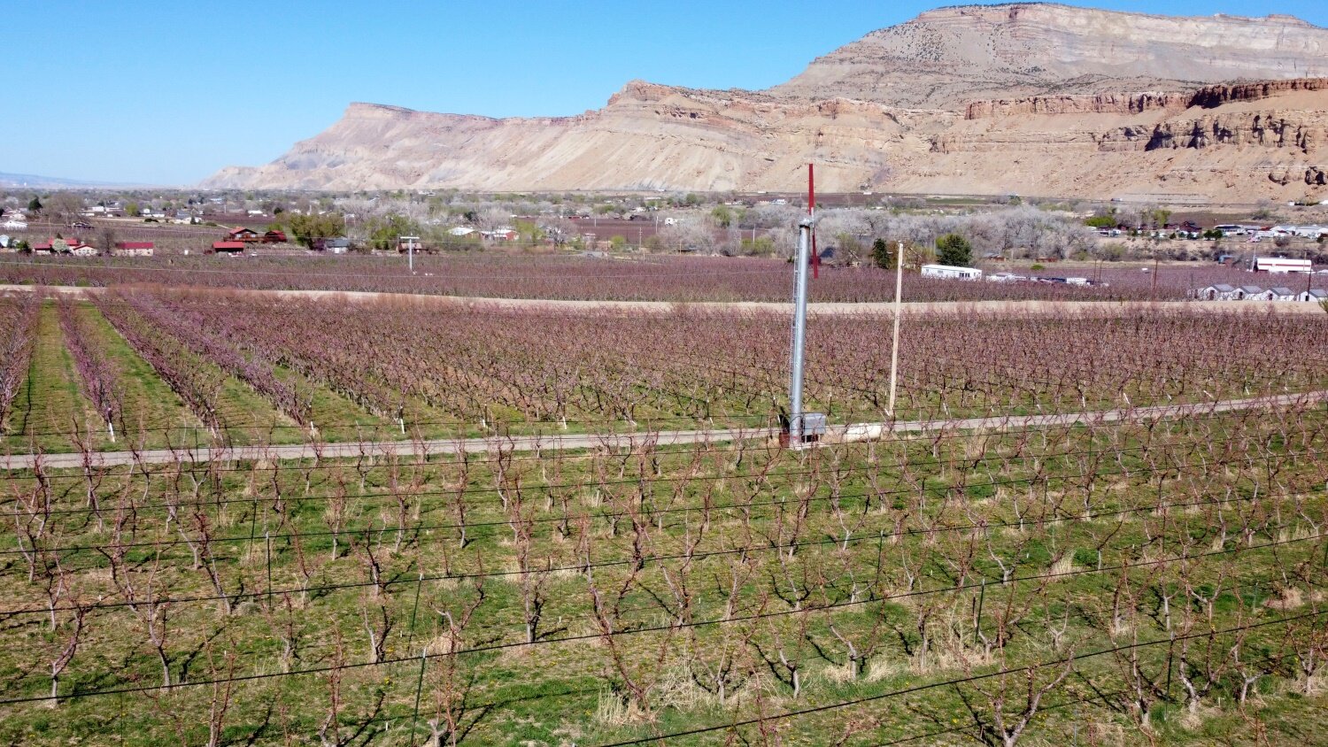 Millions of peaches, peaches for me: Palisade farmers prepare for busy ...