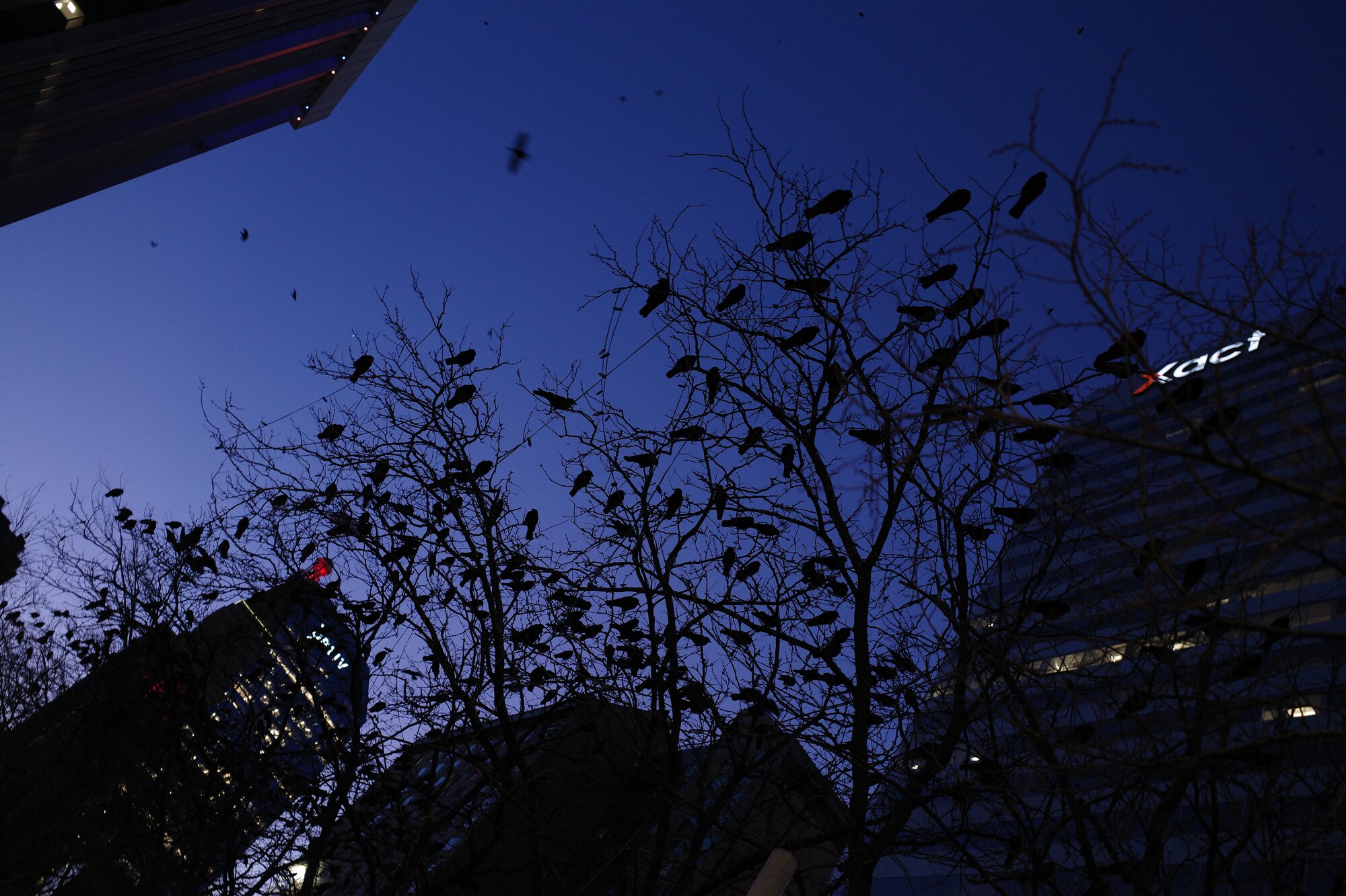 The caw of the wild: Crows take command in Denver during annual ...