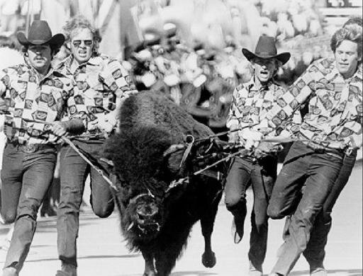 Behind the scenes with buffalo handlers at the University of Colorado ...