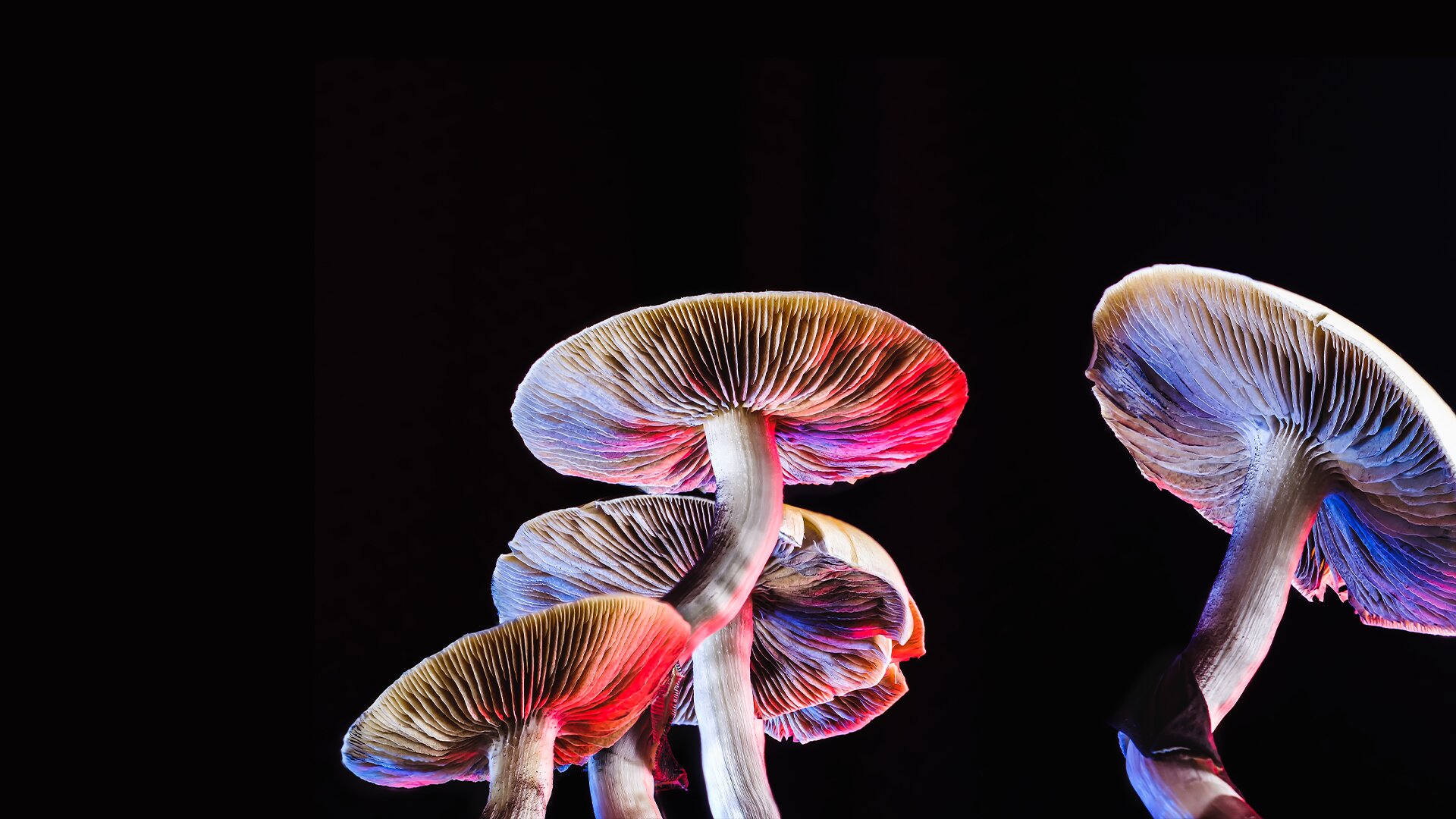 Q&A: Colorado issued its first psilocybin healing center license. Here ...