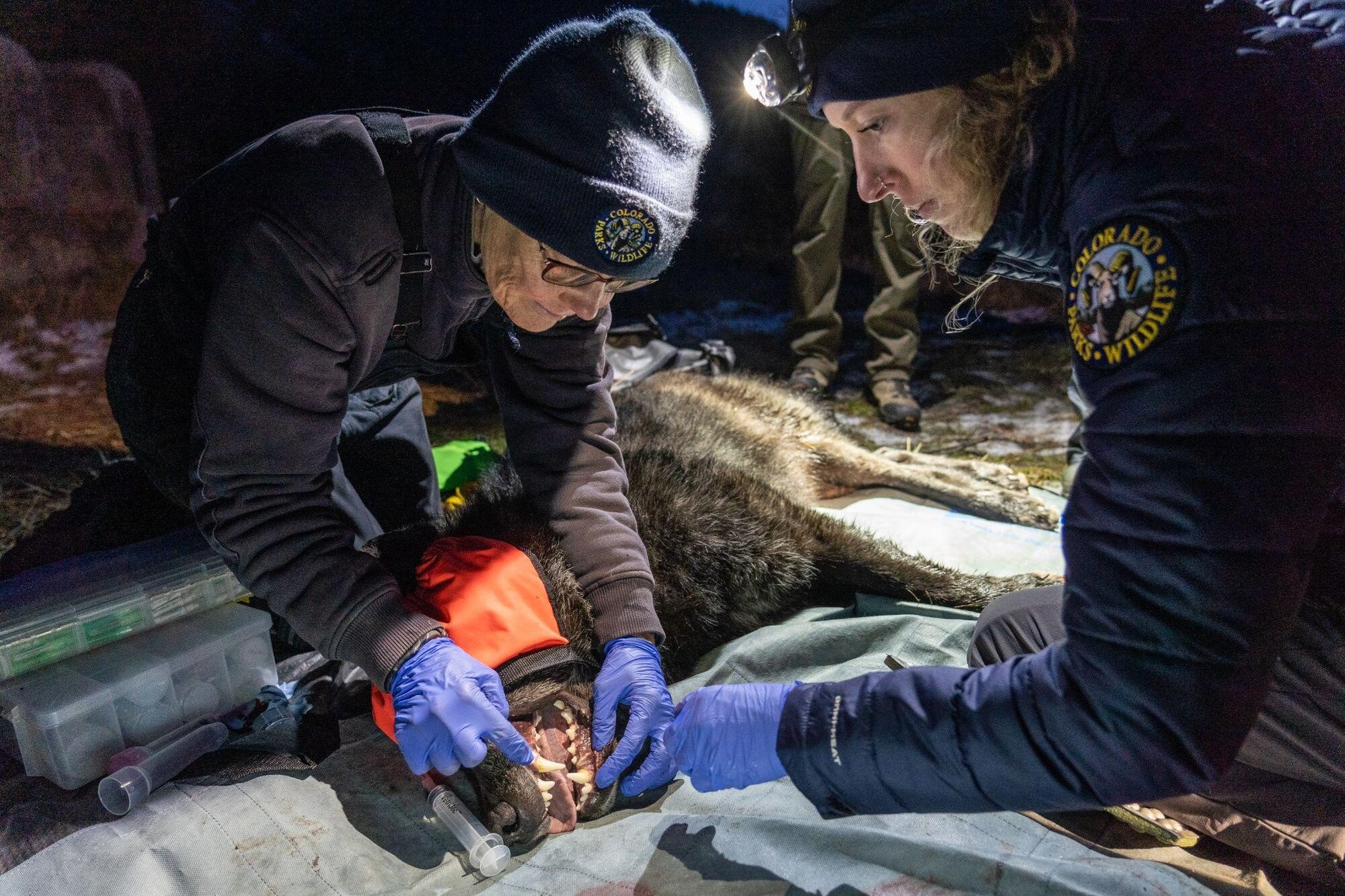 Wildlife officials release 5 wolves from Oregon into Colorado as ...