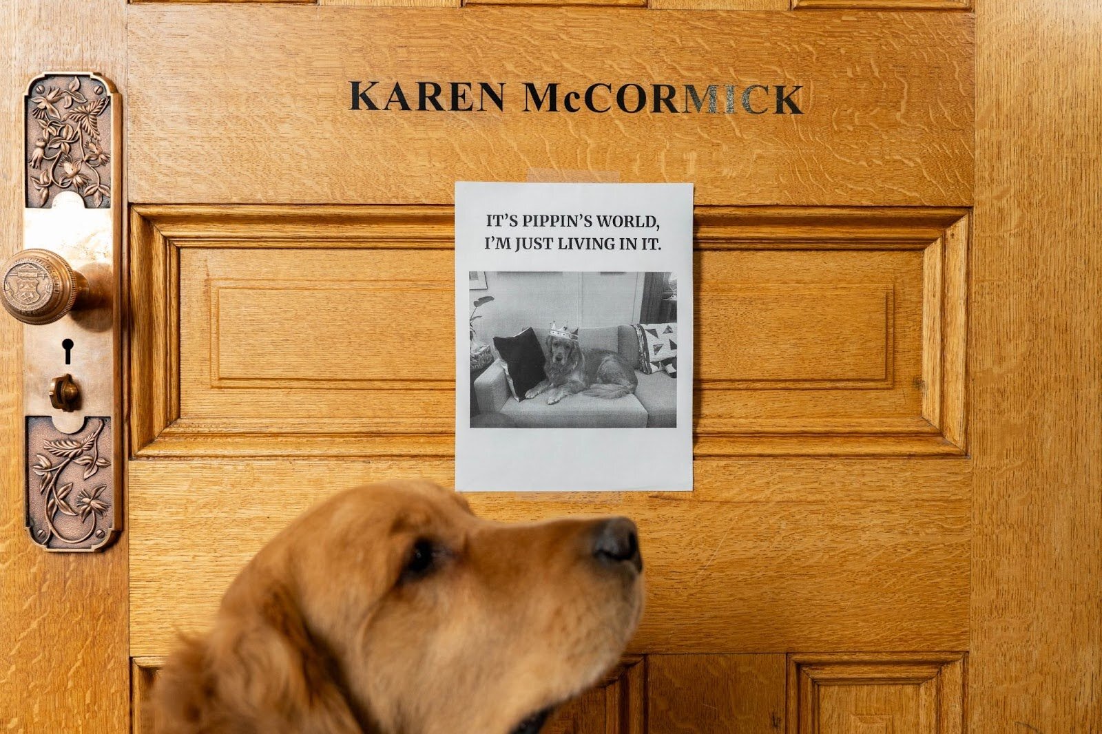 Meet the dogs of the Colorado Capitol. Like, literal dogs. | Rocky ...