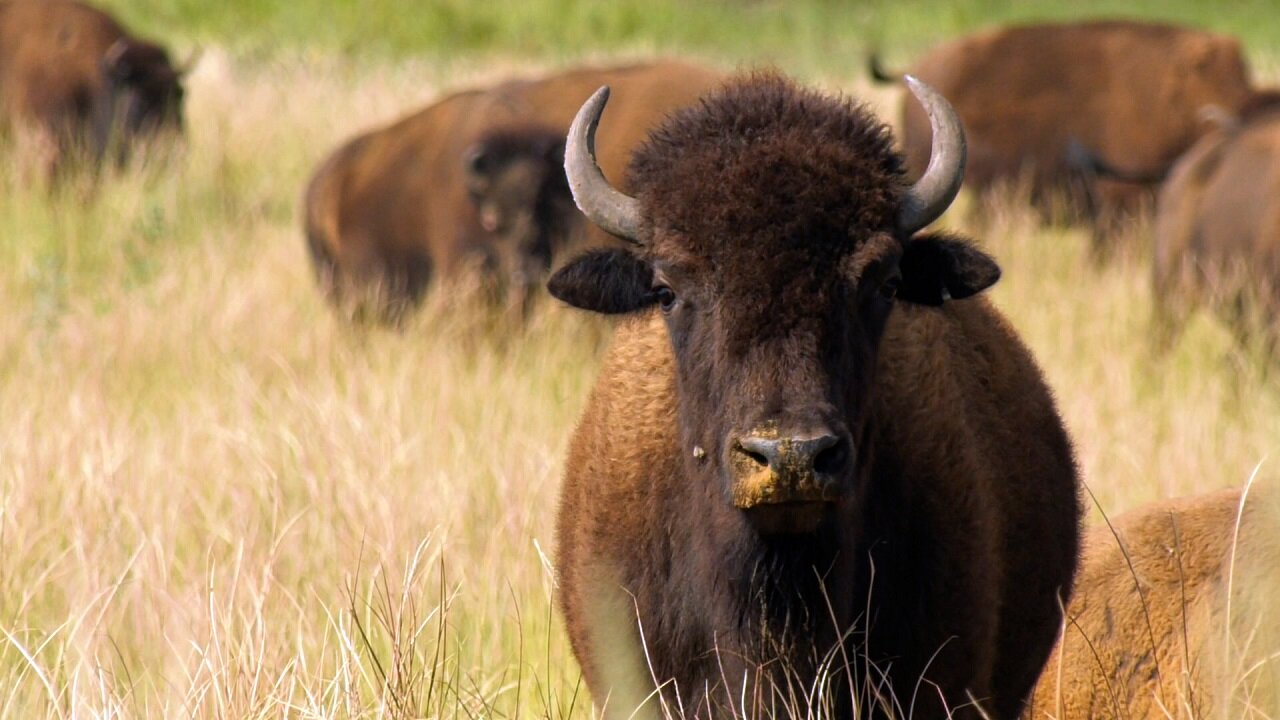 Bison conservation efforts ramp up in Colorado | Rocky Mountain PBS