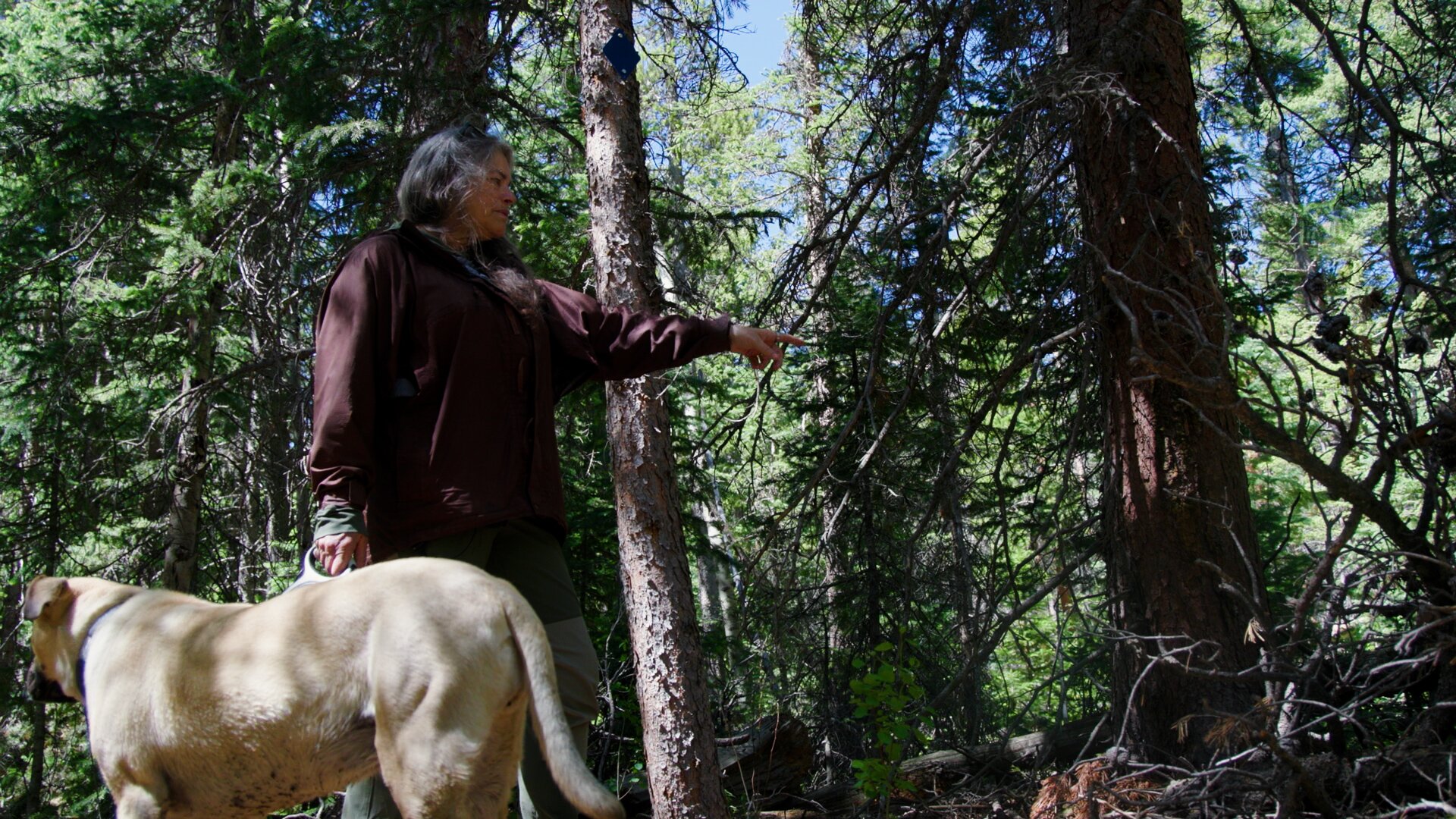 Three years after moose attack, Boulder County woman finally feels like ...