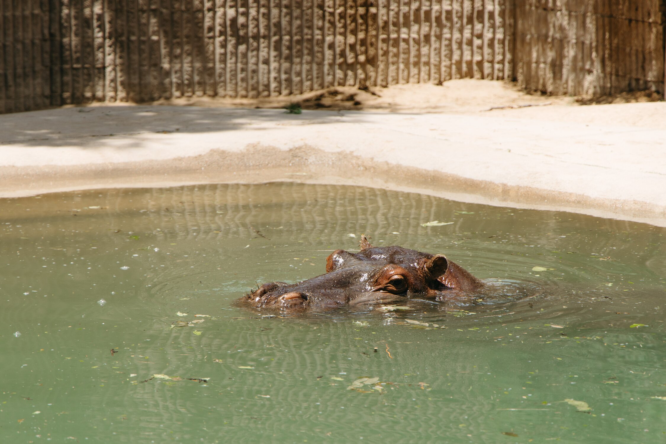 Hippo Mahali hasn’t flown the mud pit yet | Rocky Mountain PBS