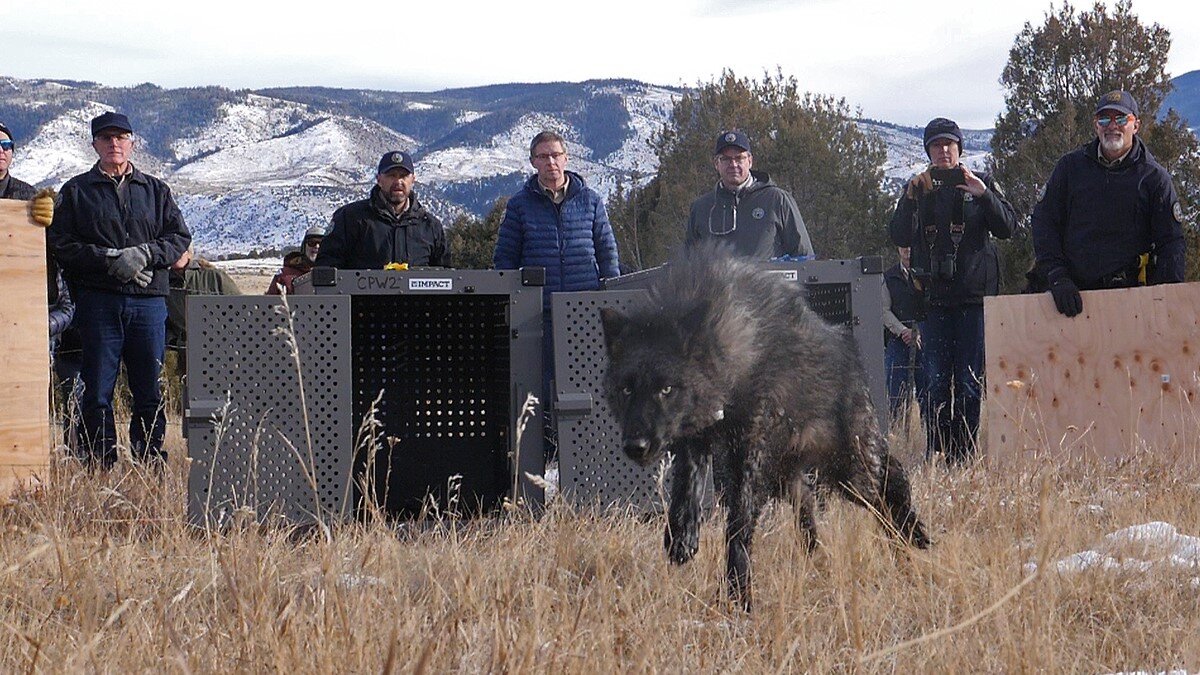 Wolves killing livestock was expected, but is there room for ...