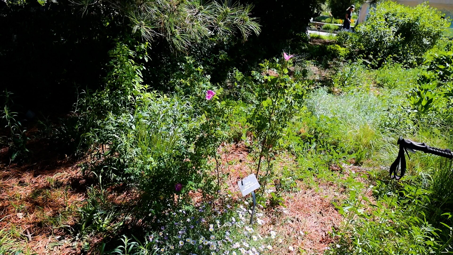 Amache Rose blooms for the first time at the Denver Botanical Gardens ...