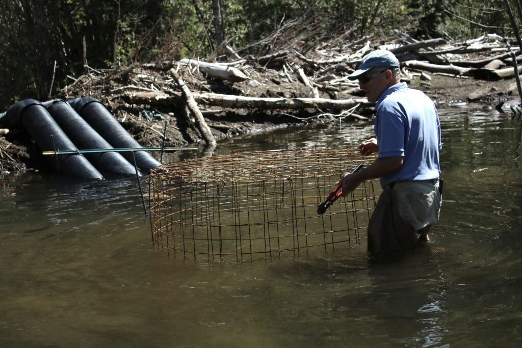 Beaver deceiver team helps humans ‘coexist happily’ with Colorado’s ...