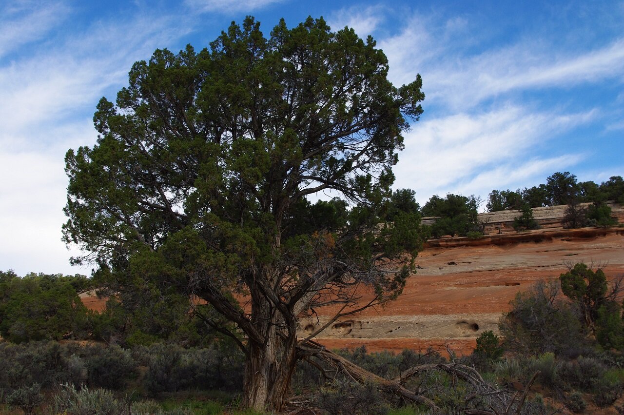 As the end of the year approaches, new trees crowned as champions ...