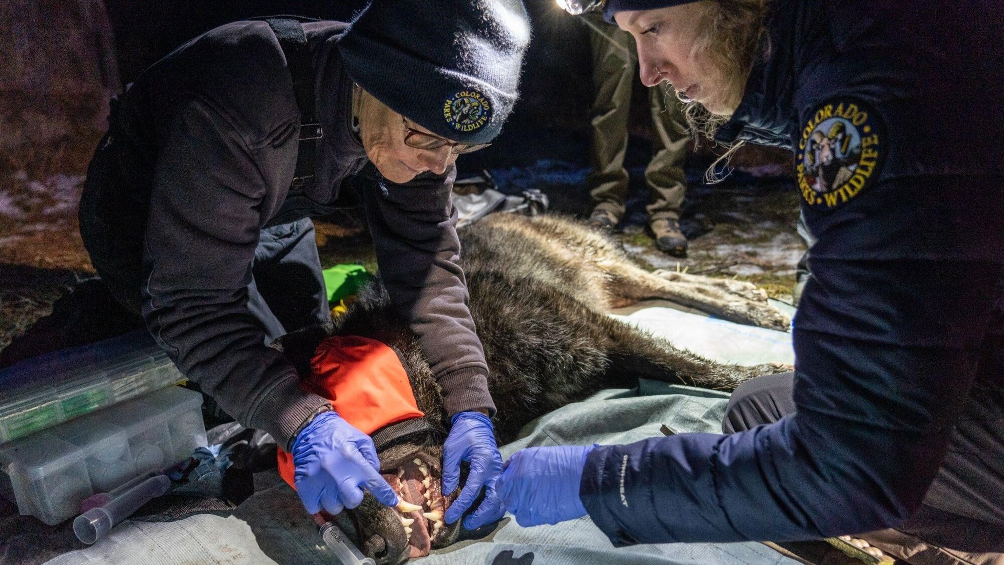 Wolves killing livestock was expected, but is there room for ...