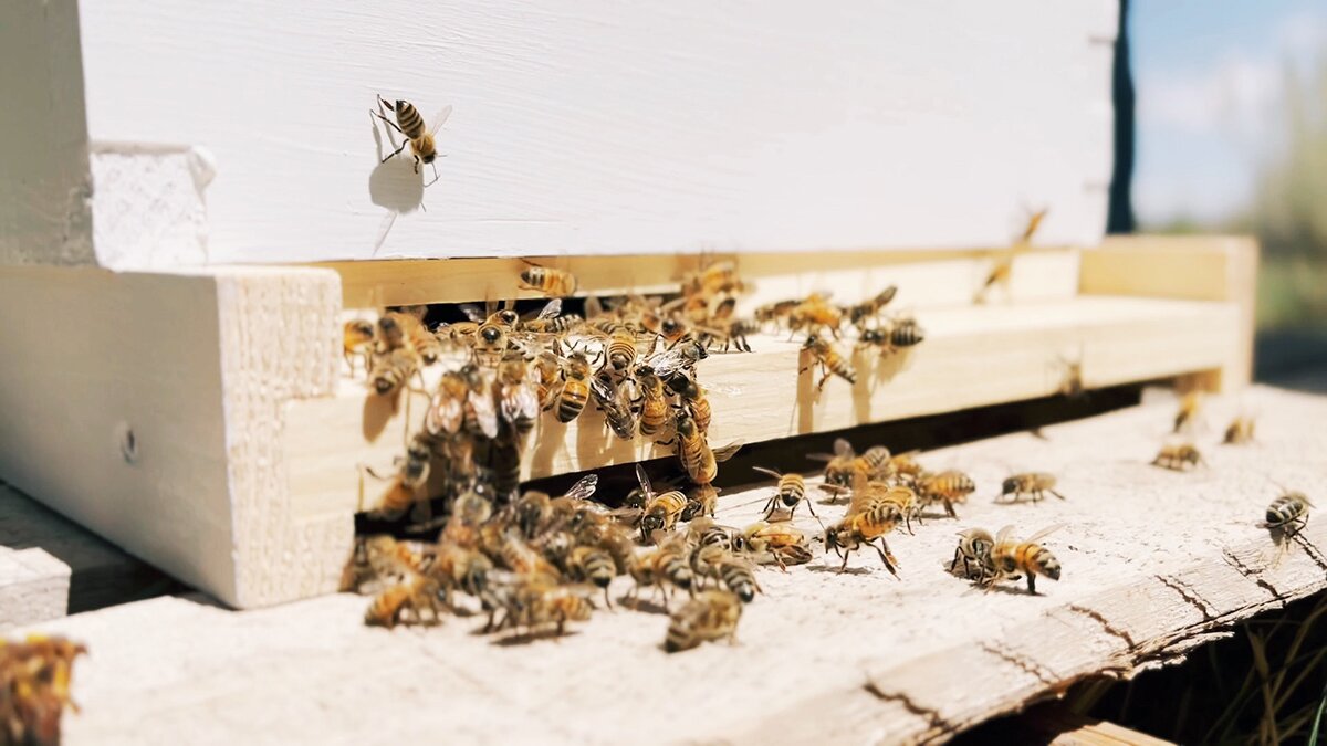 Pollination station: A Native New Mexican beekeeper builds bee homes ...
