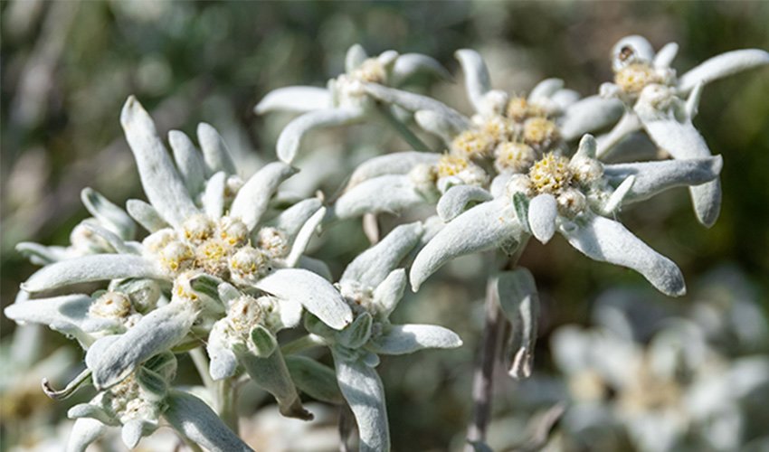 5 Alasan Edelweiss Lebih Baik Dari Retinol