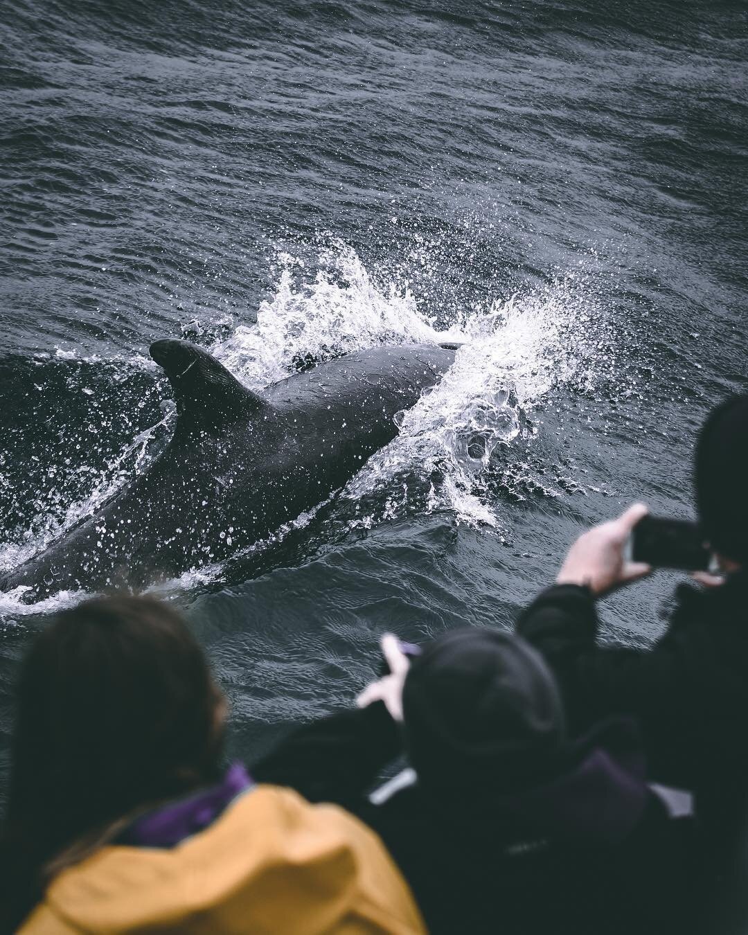 Native Scottish animals and where to find them - Hidden Scotland