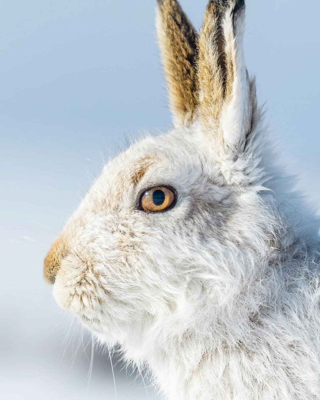 Native Scottish animals and where to find them - Hidden Scotland