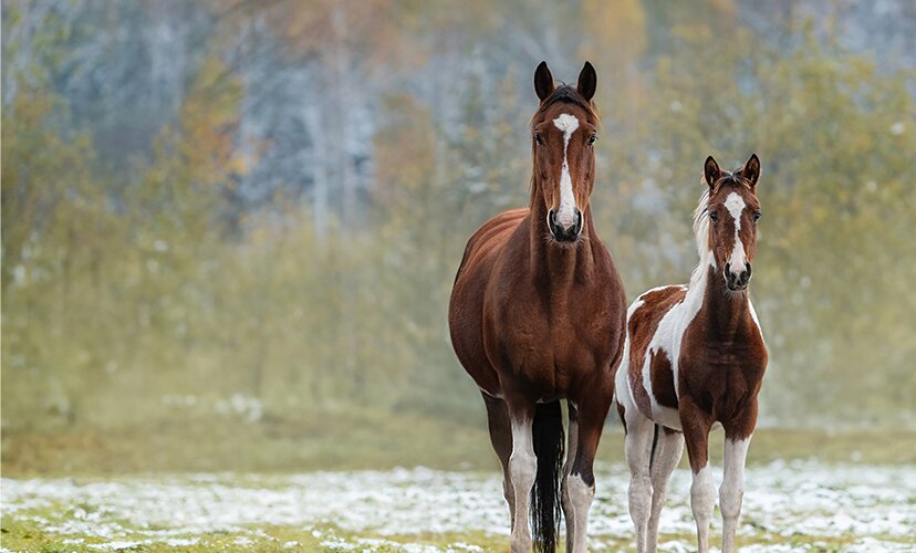 Shop Home, Backyard, Pet, Farm & Rural Lifestyle - Wilco Farm Stores