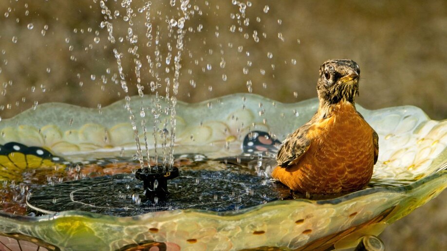 Keeping Your Bird Bath Clean in Warm Weather to Prevent Algae ...