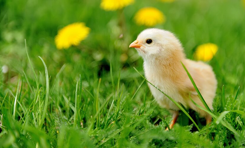 Shop Home, Backyard, Pet, Farm & Rural Lifestyle - Wilco Farm Stores