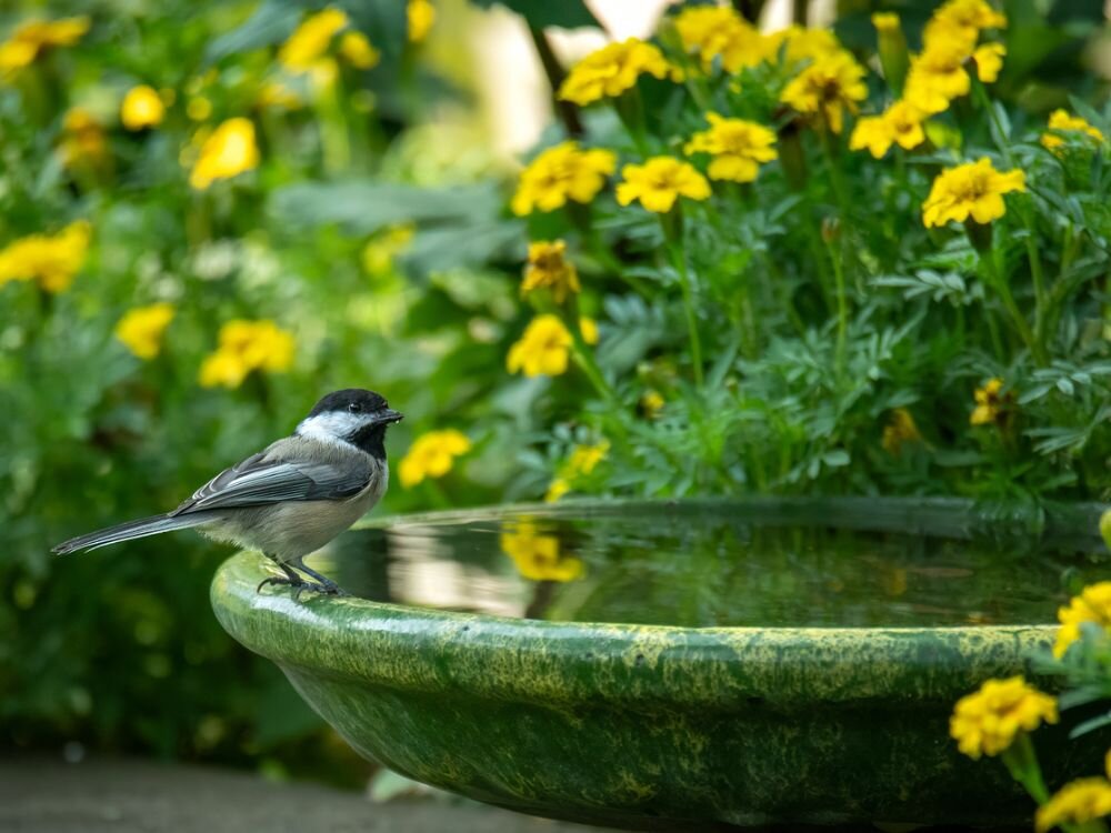Keeping Your Bird Bath Clean in Warm Weather to Prevent Algae ...