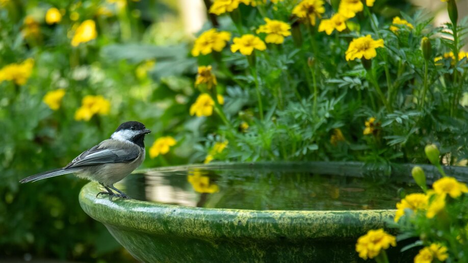 Keeping Your Bird Bath Clean in Warm Weather to Prevent Algae ...