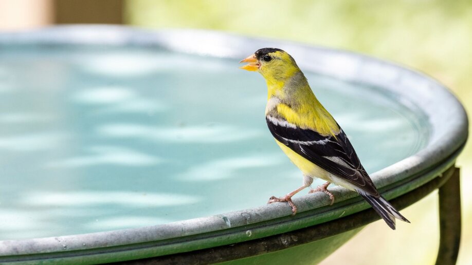 Keeping Your Bird Bath Clean in Warm Weather to Prevent Algae ...