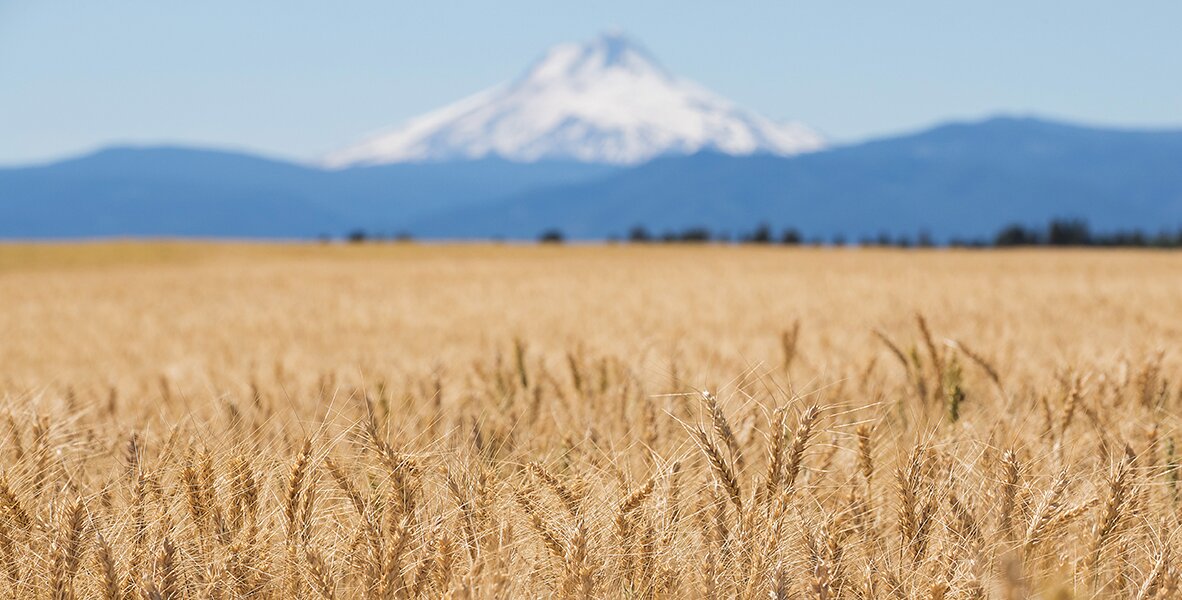 Shop Home, Backyard, Pet, Farm & Rural Lifestyle - Wilco Farm Stores