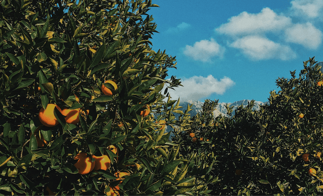 Discover Mandarin, Woody Eau De Parfum | Noteworthy Scents