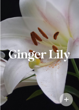 Discover Sweet Floral Eau De Parfum | Noteworthy Scents