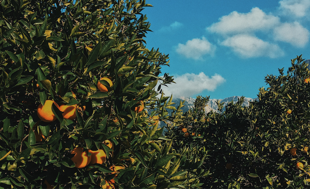 Discover Mandarin, Woody Eau De Parfum | Noteworthy Scents