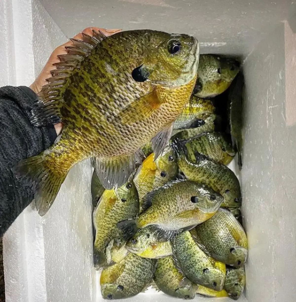 Karl's | Discover and Save On Fishing Tackle and Gear