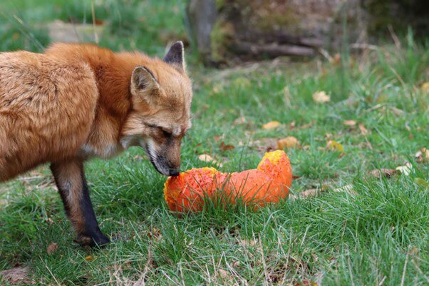 How To Deter Foxes & Keep Them Out Your Garden | Mesh Direct