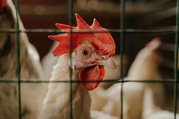How to Build & Fox-Proof a Chicken Coop | Mesh Direct