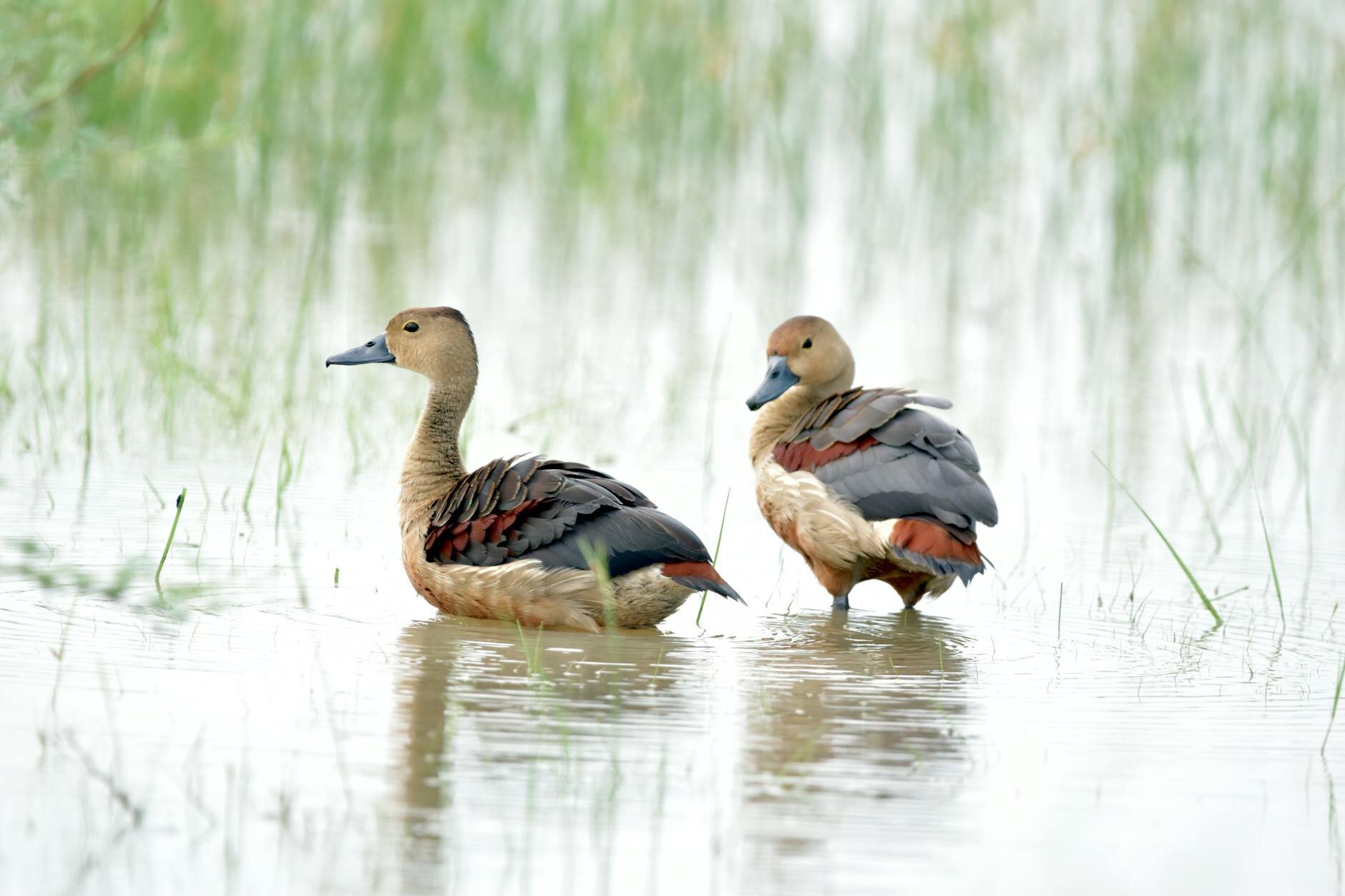 Duck Hunting Trips in Washington - Mallard Bay