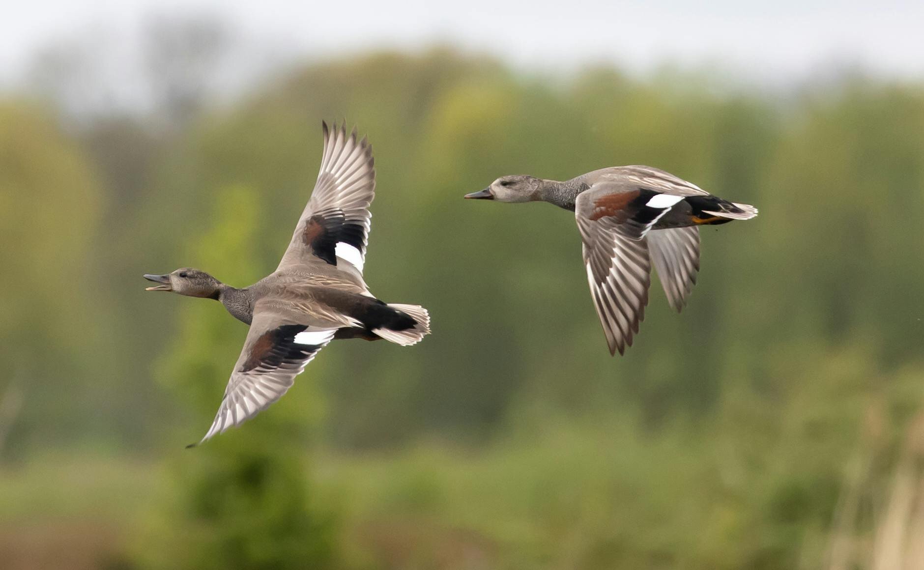 Duck Hunting Trips in California - Mallard Bay