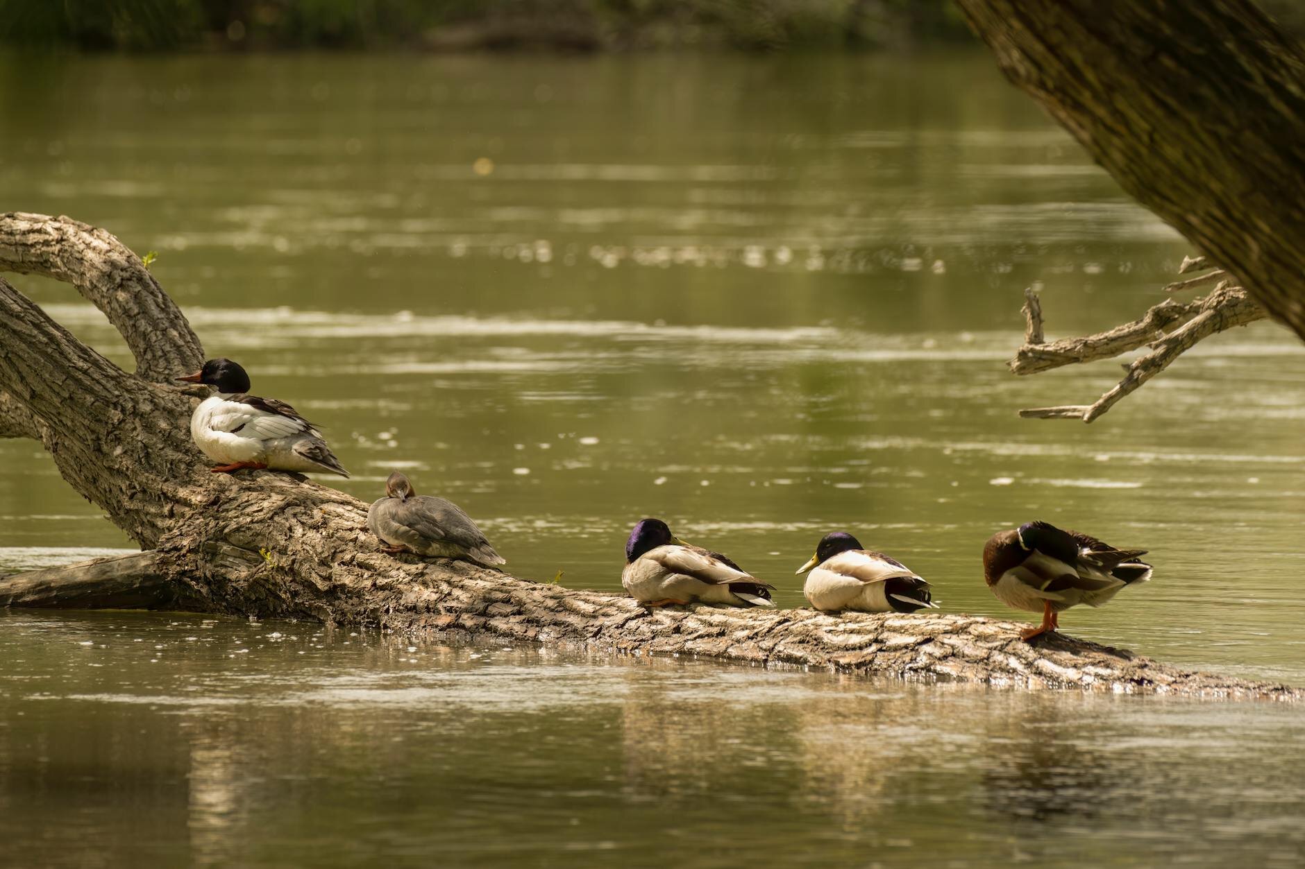 Best Flooded Timber Duck Guided Hunts - Mallard Bay