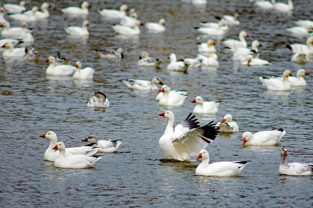 Oklahoma Snow Goose Hunting Guides & Trips - Mallard Bay