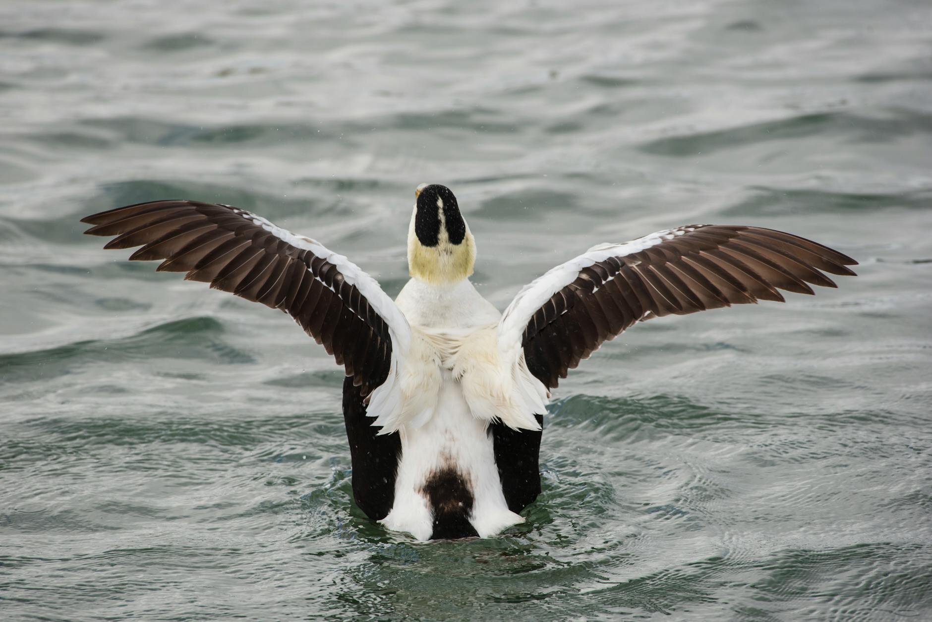 Alaska Sea Duck Hunting Guides & Trips - Mallard Bay