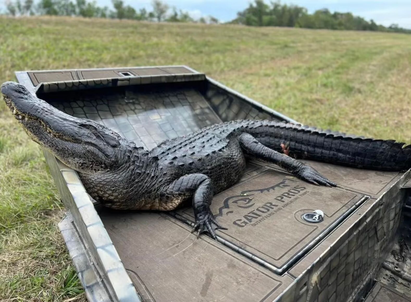 Alligator Hunting Trips in the U.S. - Mallard Bay