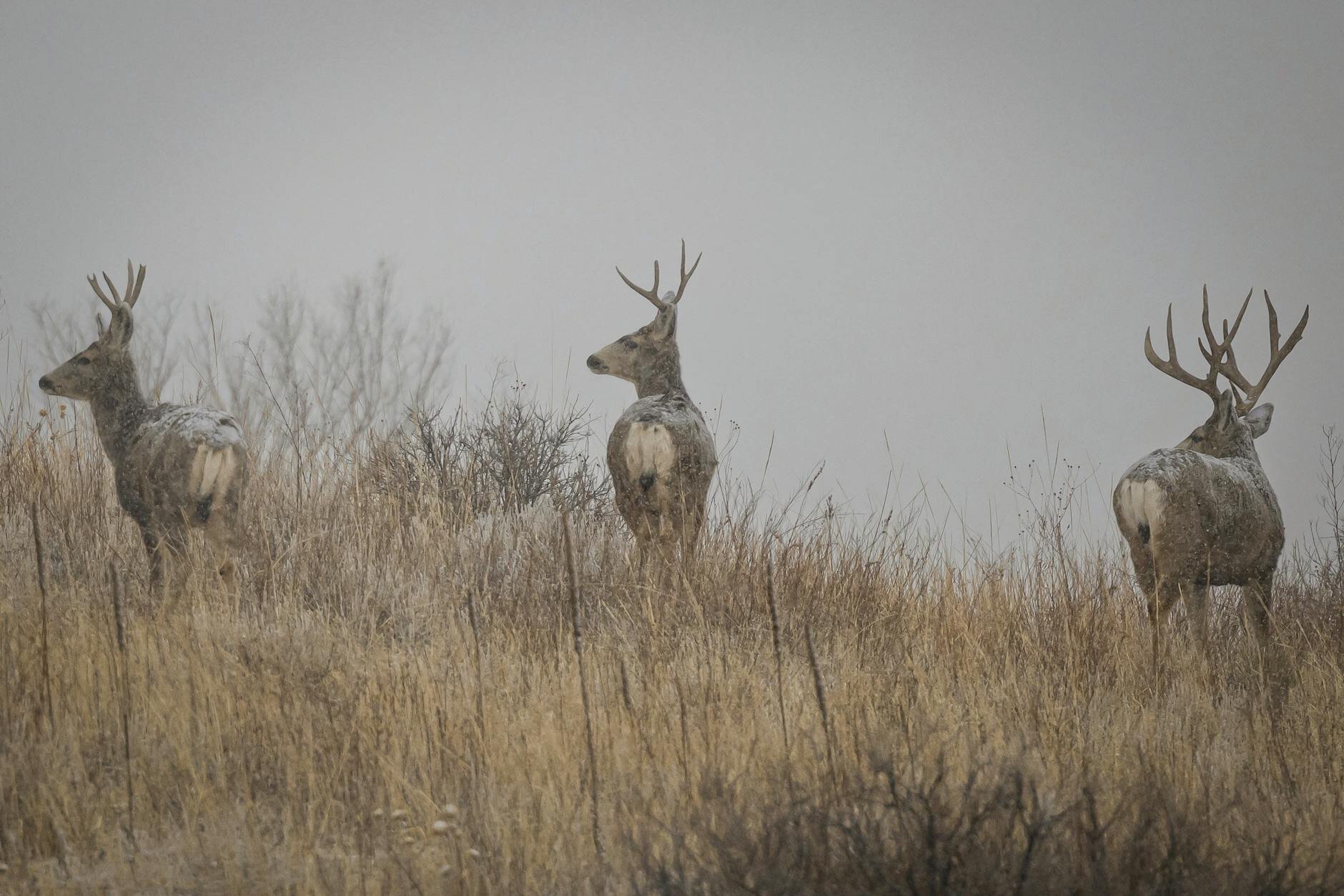 Mule Deer Hunting Trips in the U.S. - Mallard Bay