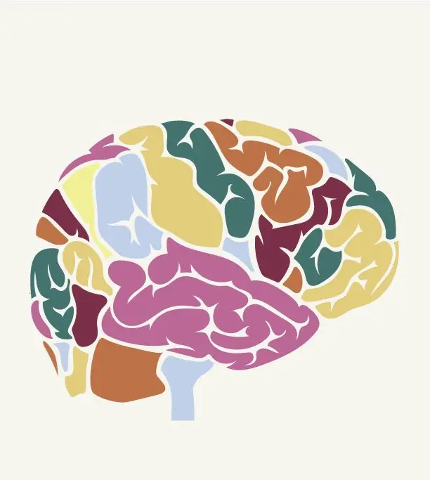 Brain Basics | Momentous Institute