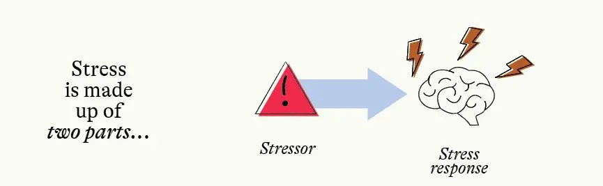 Understanding The Science Of Stress | Momentous Institute