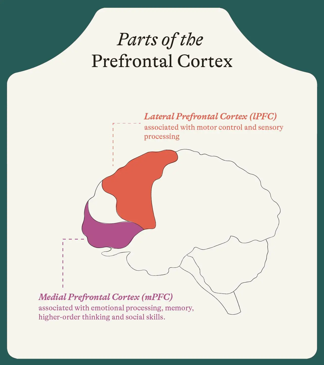The Science of the Social Brain | Momentous Institute