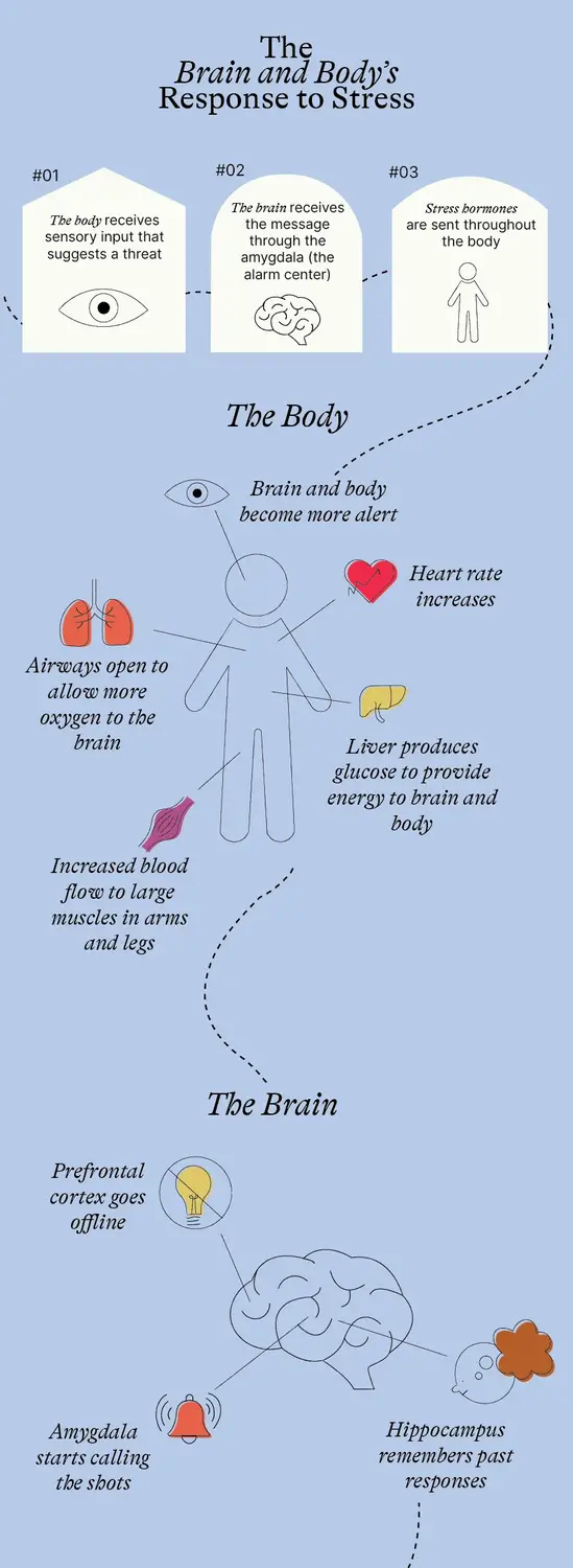 Understanding The Science Of Stress | Momentous Institute
