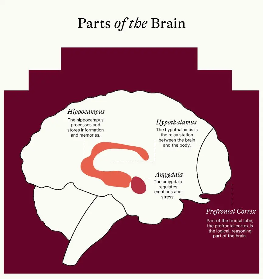 Understanding The Science Of Stress | Momentous Institute